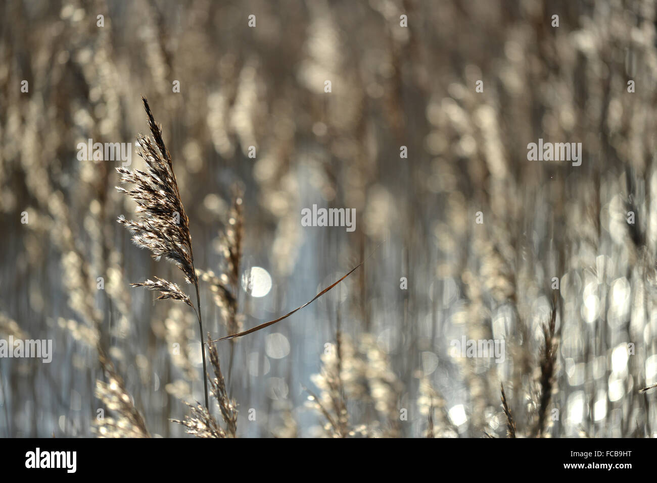 Reeds pattern hi-res stock photography and images - Alamy