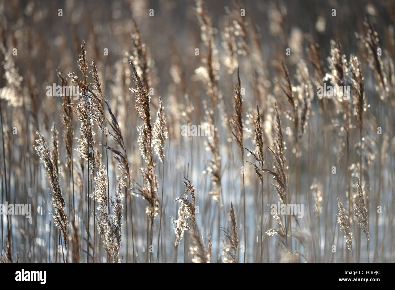 Reeds pattern hi-res stock photography and images - Alamy