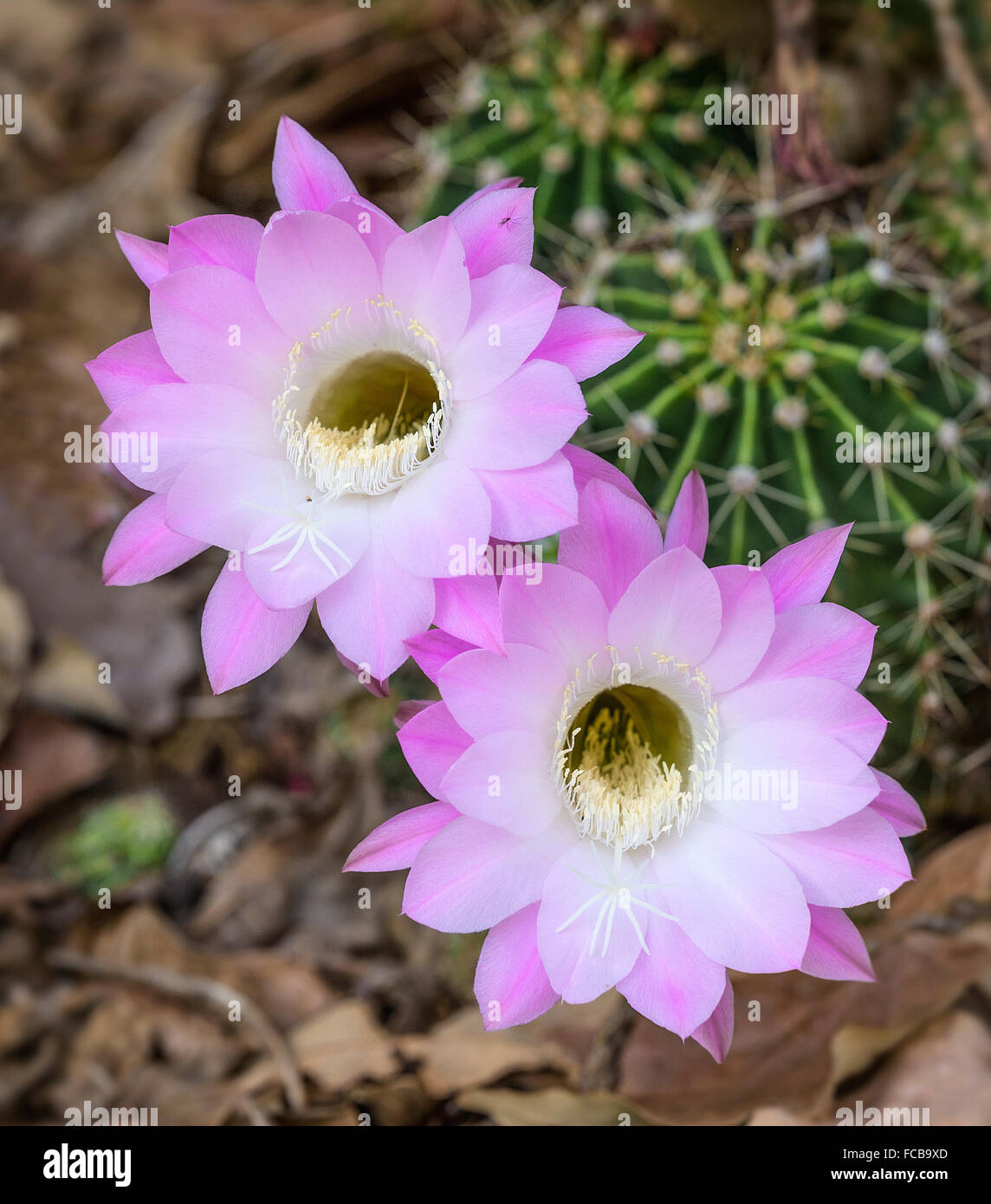 Cacti with pink bloom hi-res stock photography and images - Alamy