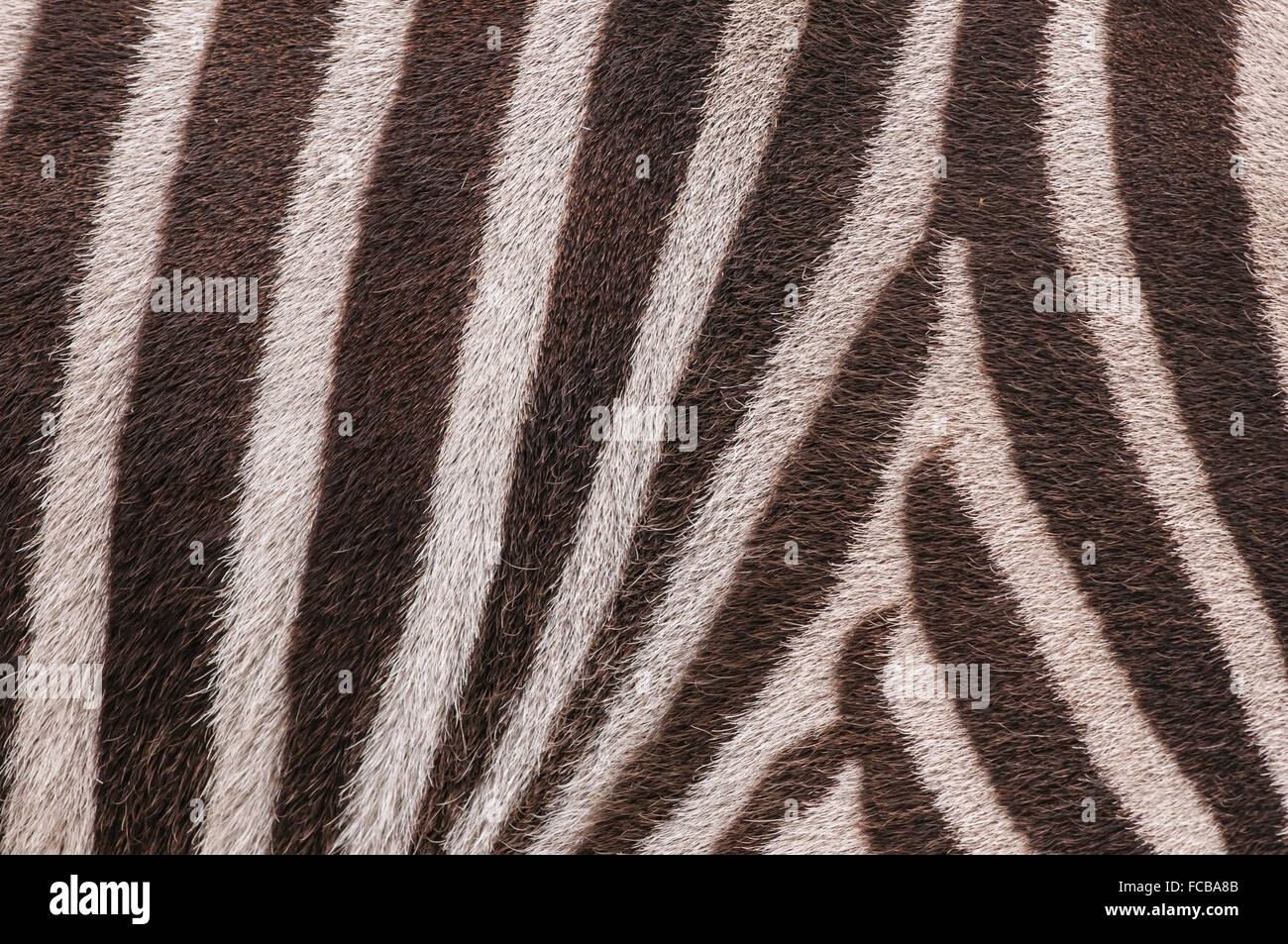 Zebra flank hi-res stock photography and images - Alamy
