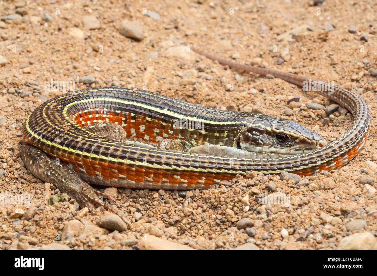 Yellow-throated plated lizard, Gerrhosaurus flavigularis, native to ...