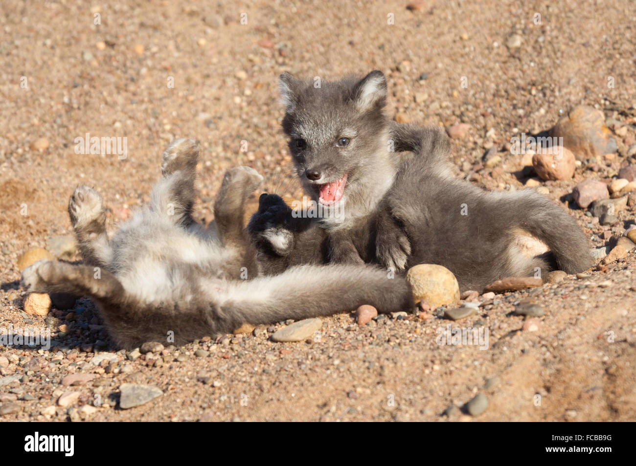Arctic fox pups play america hi-res stock photography and images - Alamy