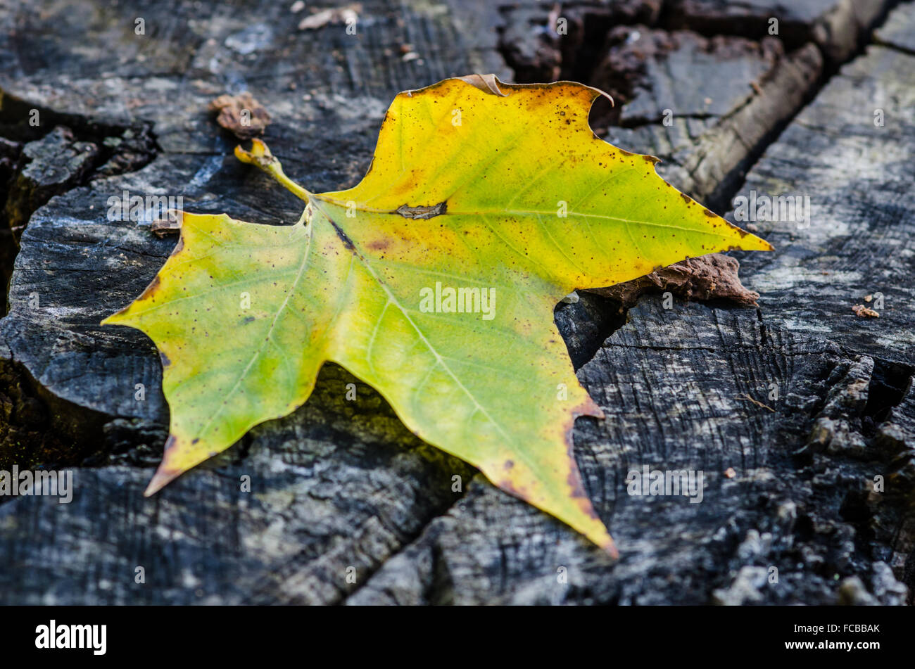Leave and tree hi-res stock photography and images - Alamy
