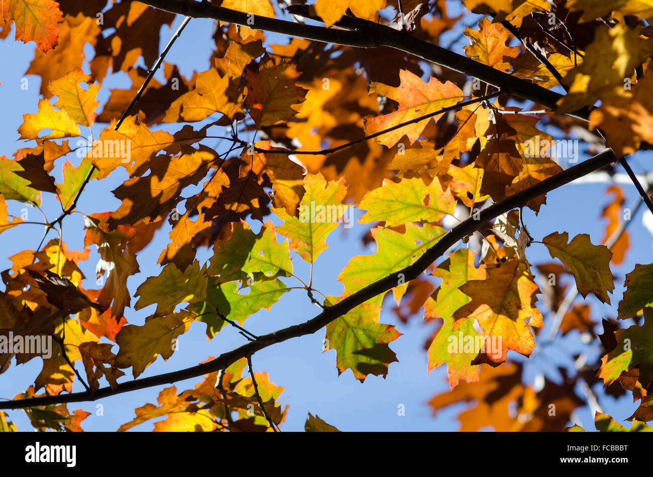Tree leaves without colour hi-res stock photography and images - Alamy