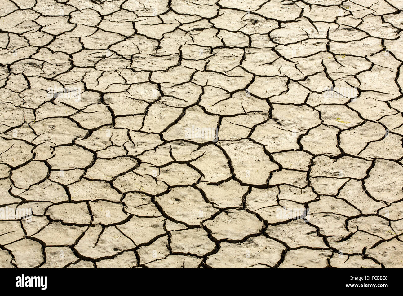 Netherlands, Nieuw Namen, Westerschelde river. Tidal marshland, nature ...