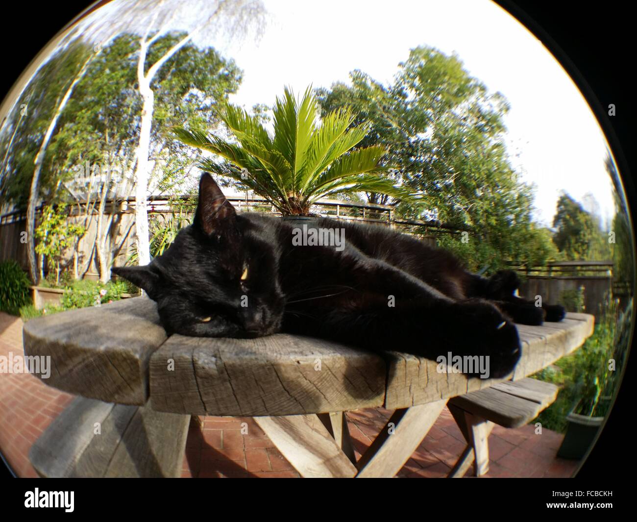 Cat through glass cat hi-res stock photography and images - Alamy