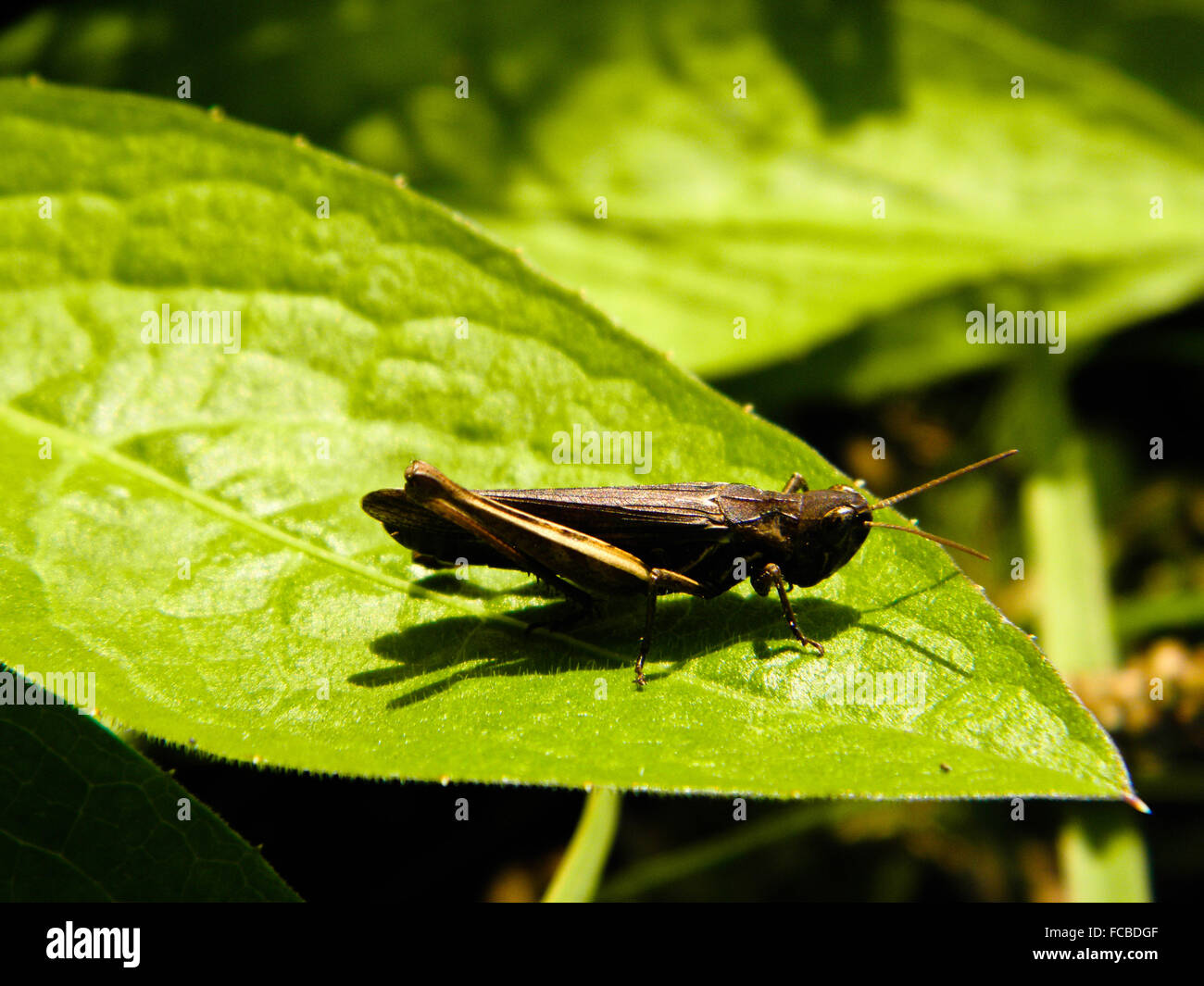 Leaf grasshopper hi-res stock photography and images - Alamy