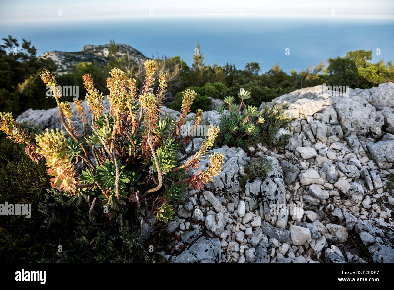Mediterranean vegetation in Sardinia, Italy Stock Photo - Alamy