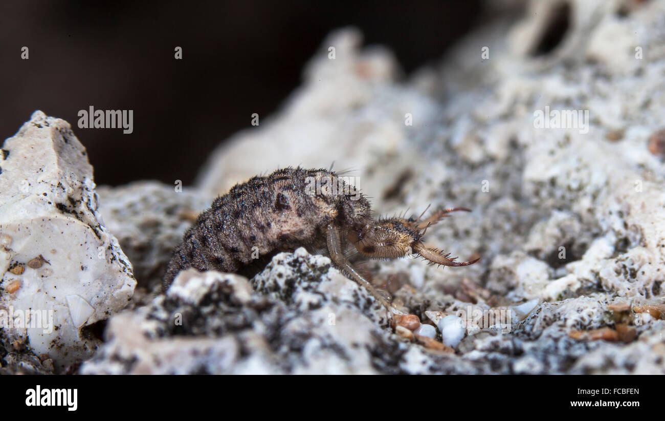 Ant lion hi-res stock photography and images - Alamy