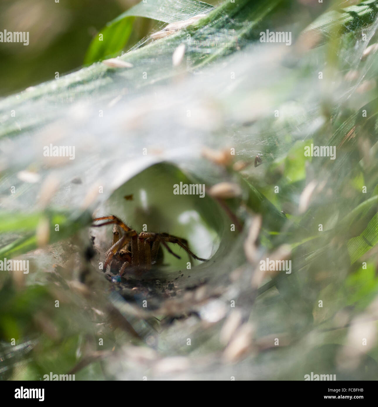 Agelena labyrinthica uk hi-res stock photography and images - Alamy
