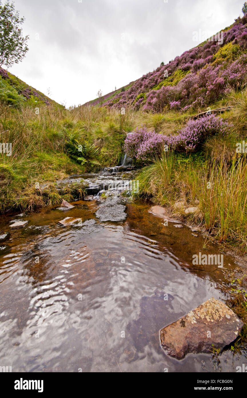 A moorland stream in the upper reaches of the Derwent Fells in the Peak ...