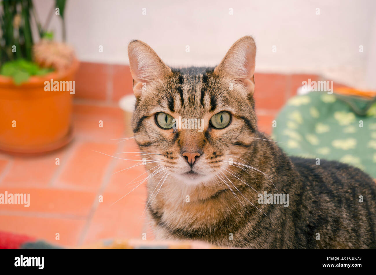 Rosco hi-res stock photography and images - Alamy