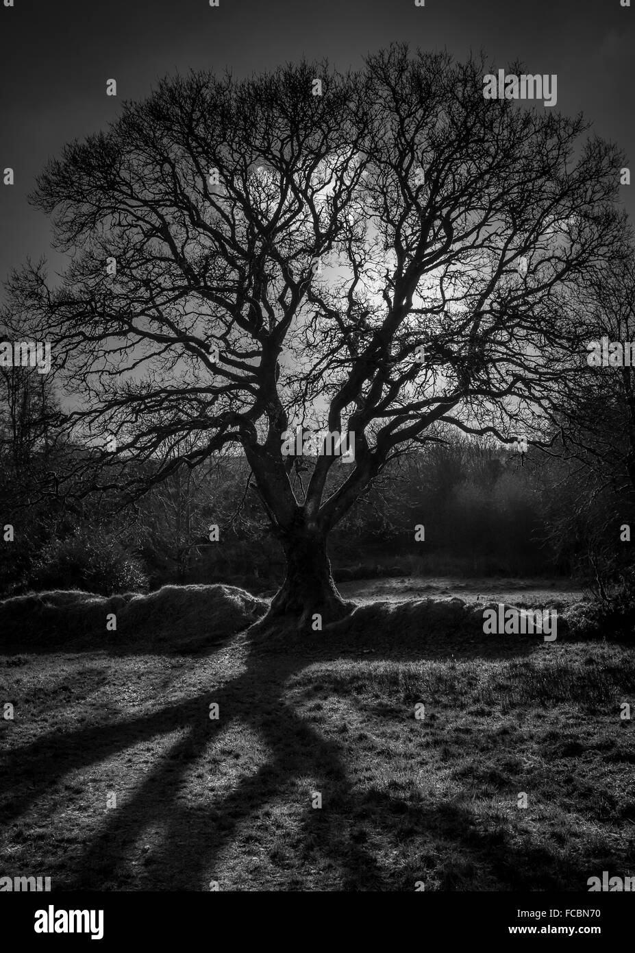 Lit tree hi-res stock photography and images - Alamy