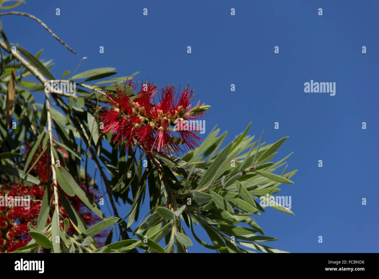 Red seed hi-res stock photography and images - Alamy