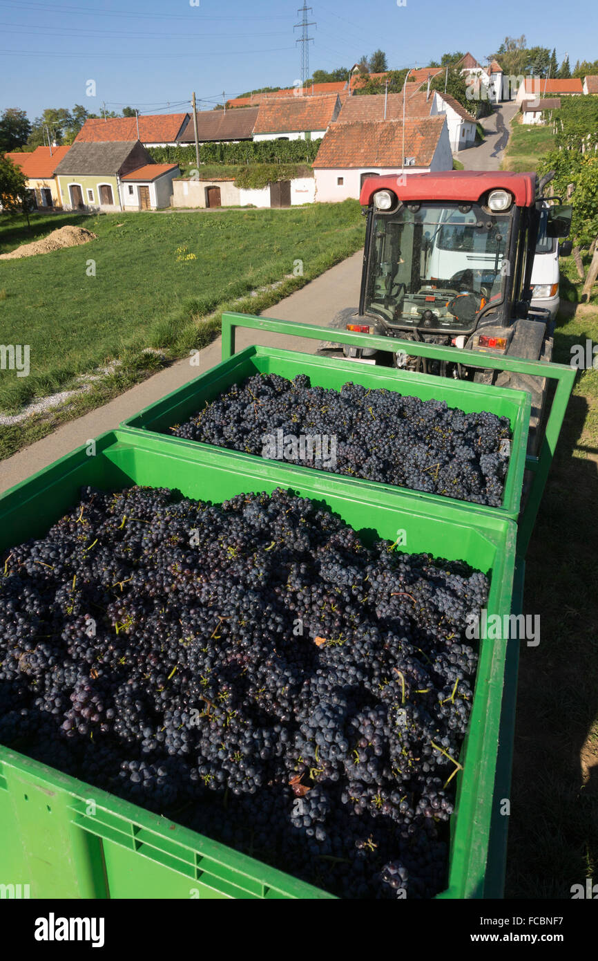 Grapes collected in green containers for wine making during the harvest ...