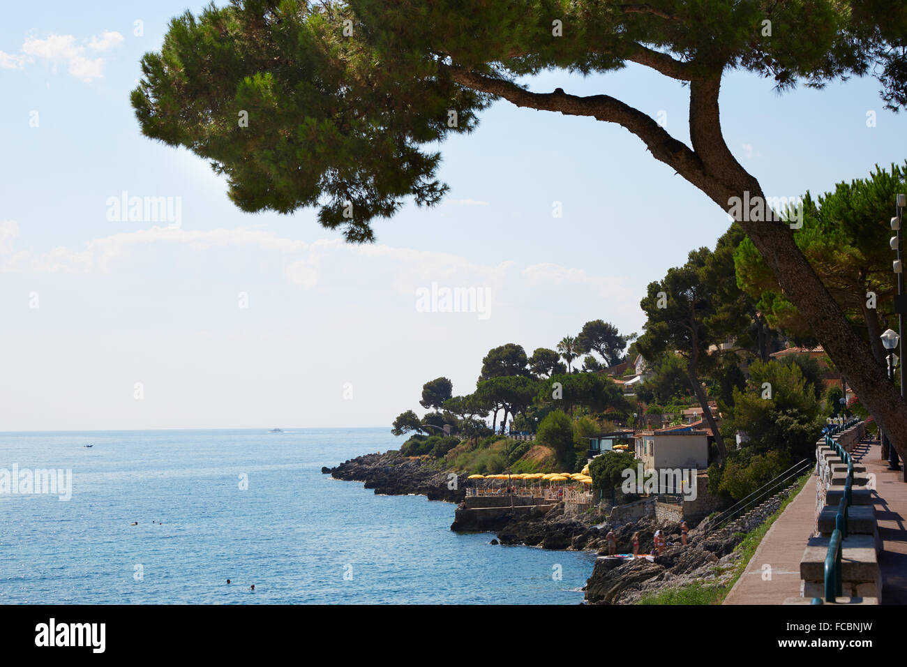 Blue sea of the French Riviera coast with maritime pine in summer, Cap ...