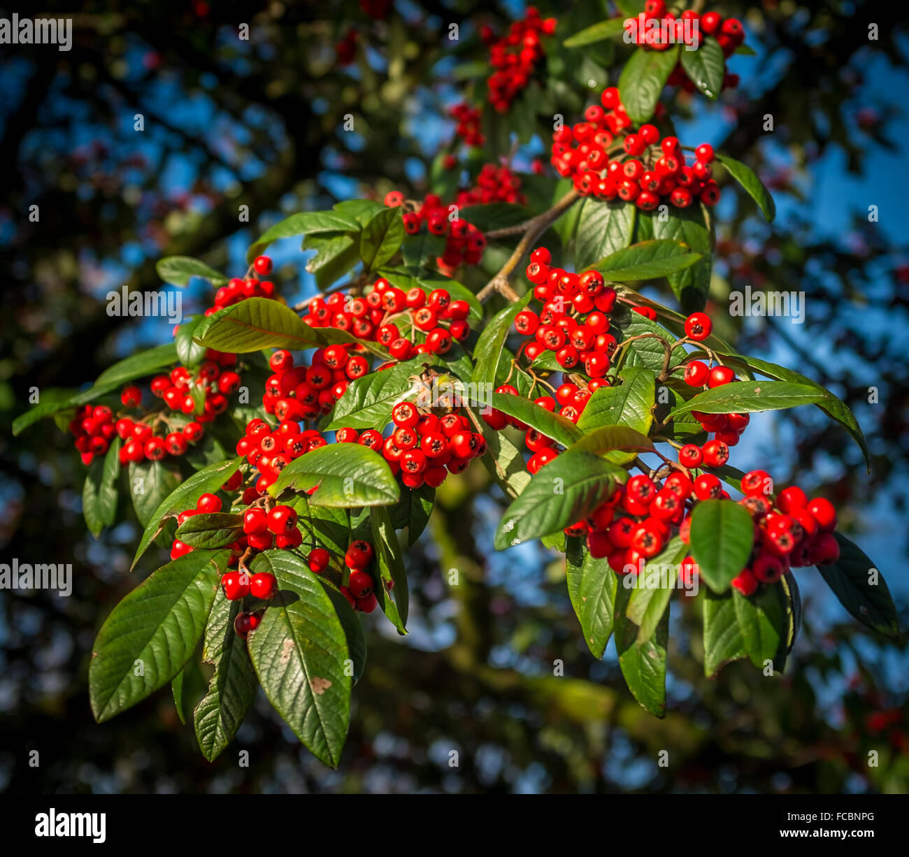 berrys on tree Stock Photo - Alamy