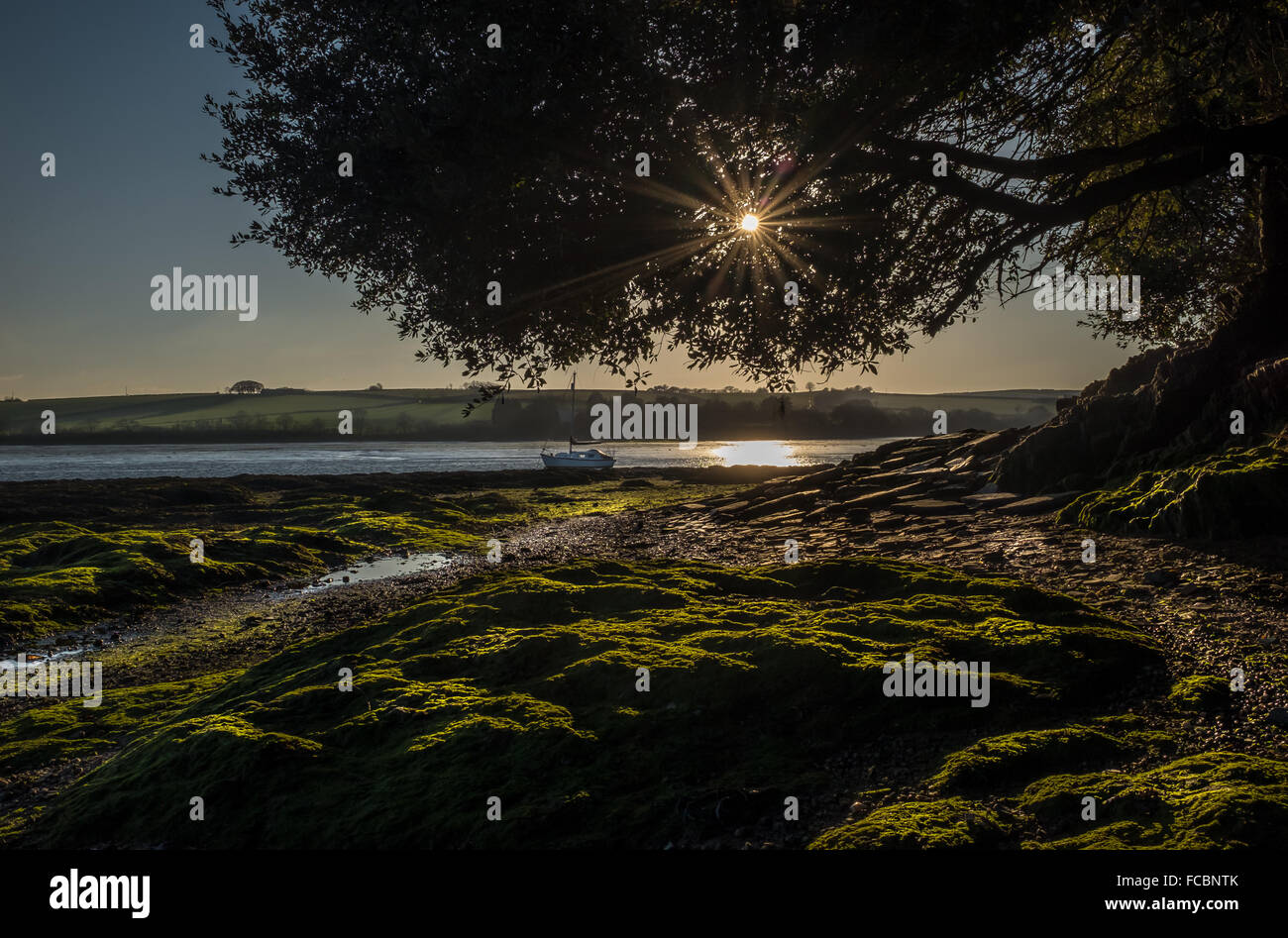 sunlight filtering through trees on the kingsbridge estuary,devon Stock ...
