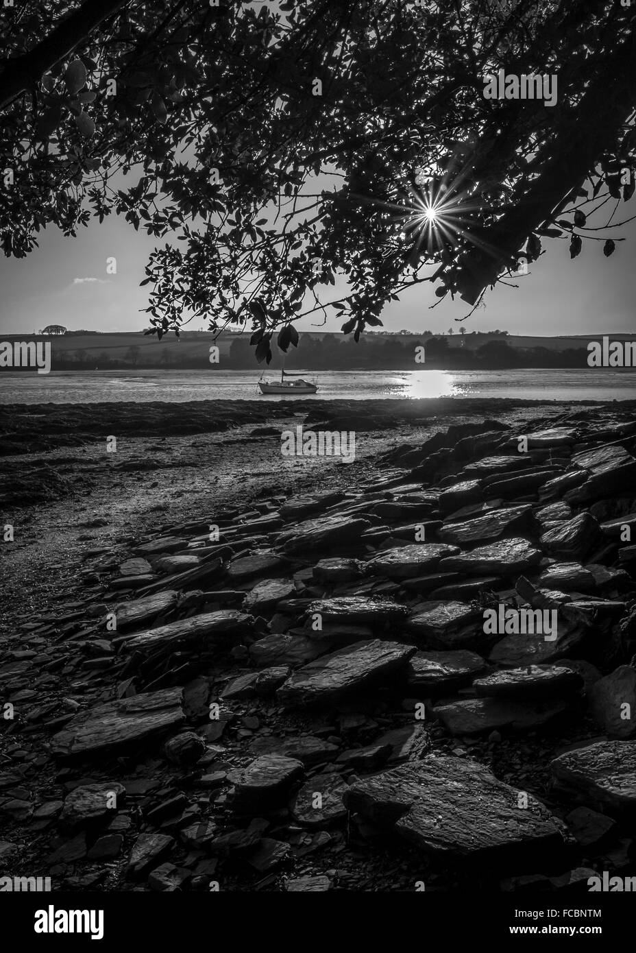 sunlight filtering through trees on the kingsbridge estuary,devon Stock ...