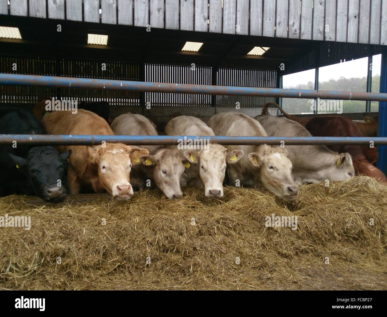 Row of cows hi-res stock photography and images - Alamy