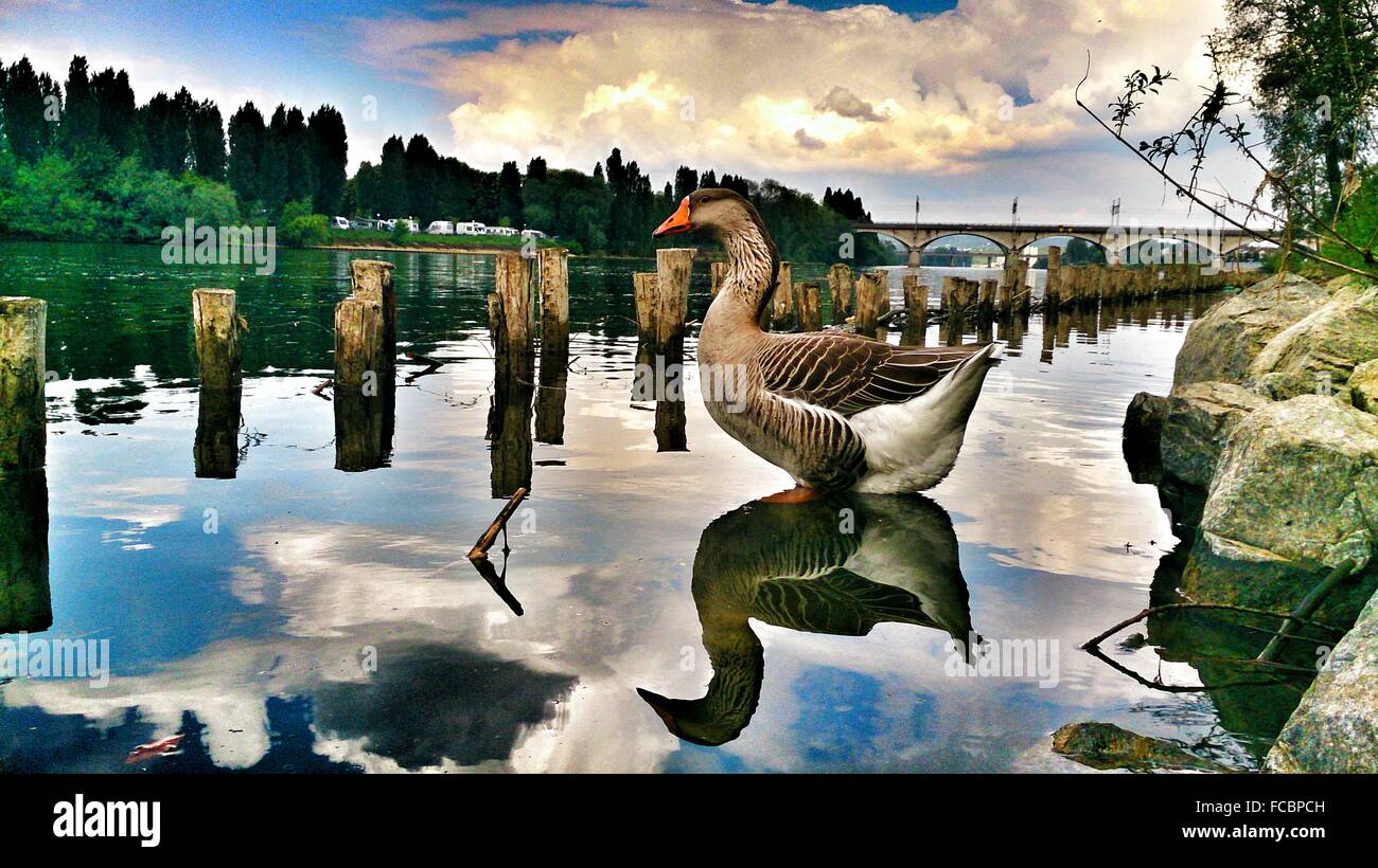 Goose in profile hi-res stock photography and images - Alamy