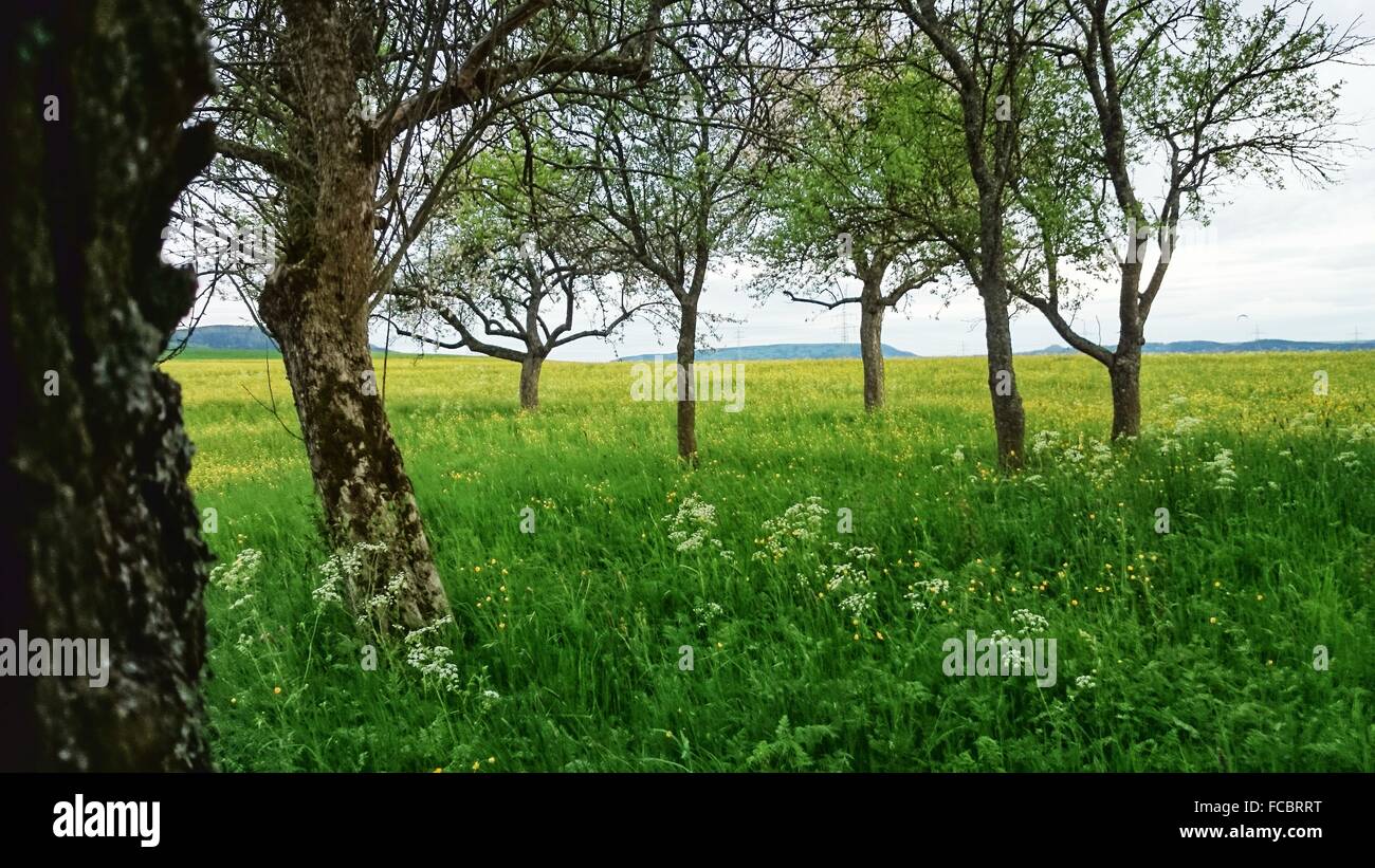 Beautiful flower trees hi-res stock photography and images - Alamy
