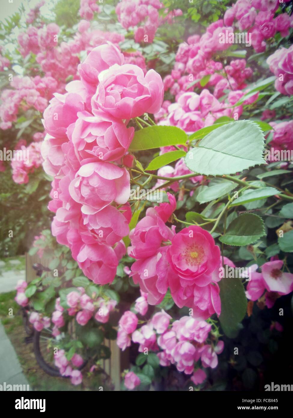 Roses bush hi-res stock photography and images - Alamy