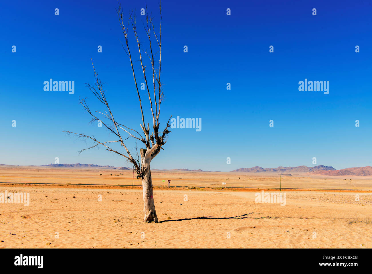 Namibia desert dead tree hi-res stock photography and images - Alamy