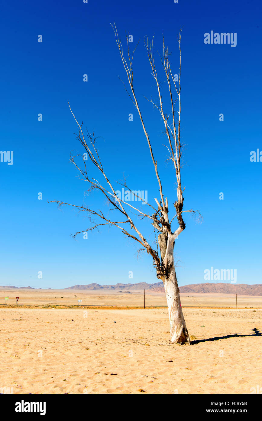 Namibia desert dead tree hi-res stock photography and images - Alamy