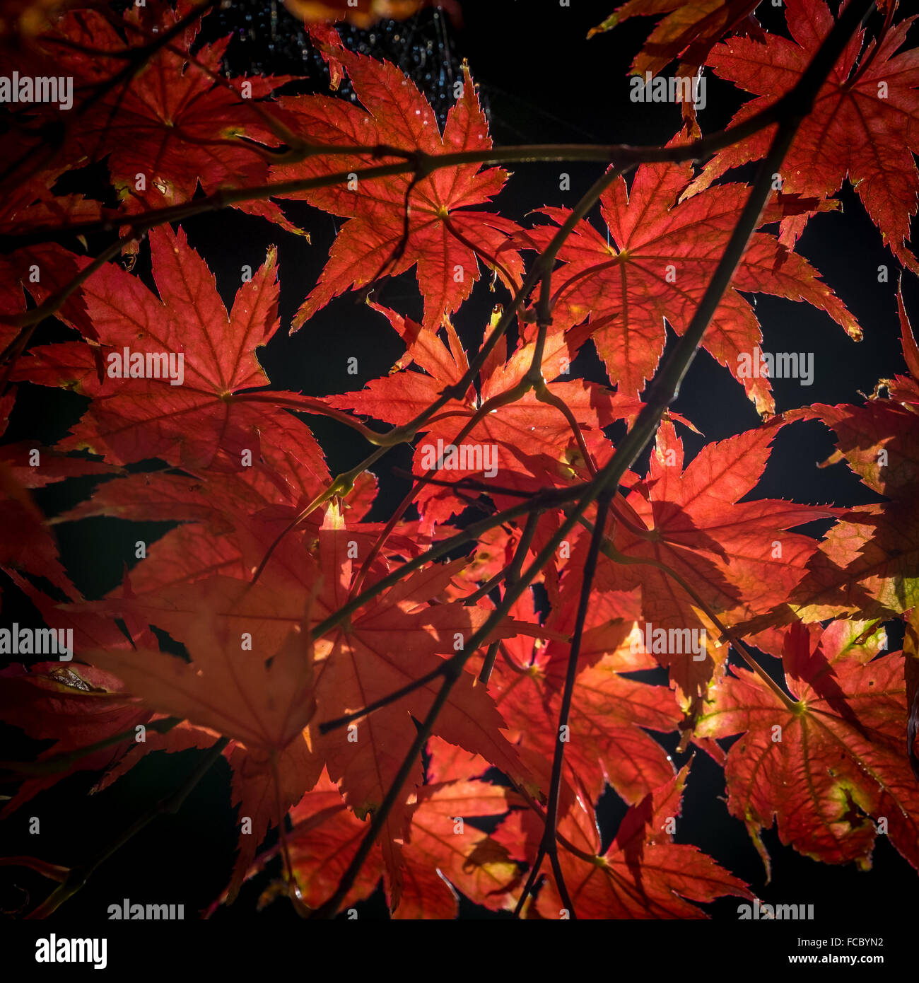 red autumn leaves Stock Photo - Alamy
