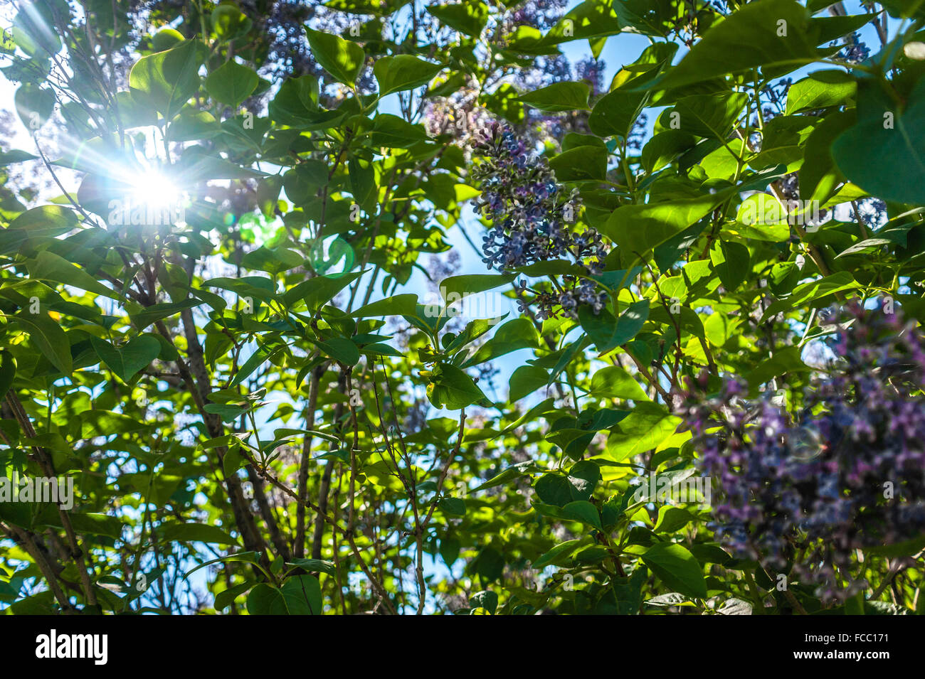 Sun through the leaves hi-res stock photography and images - Alamy