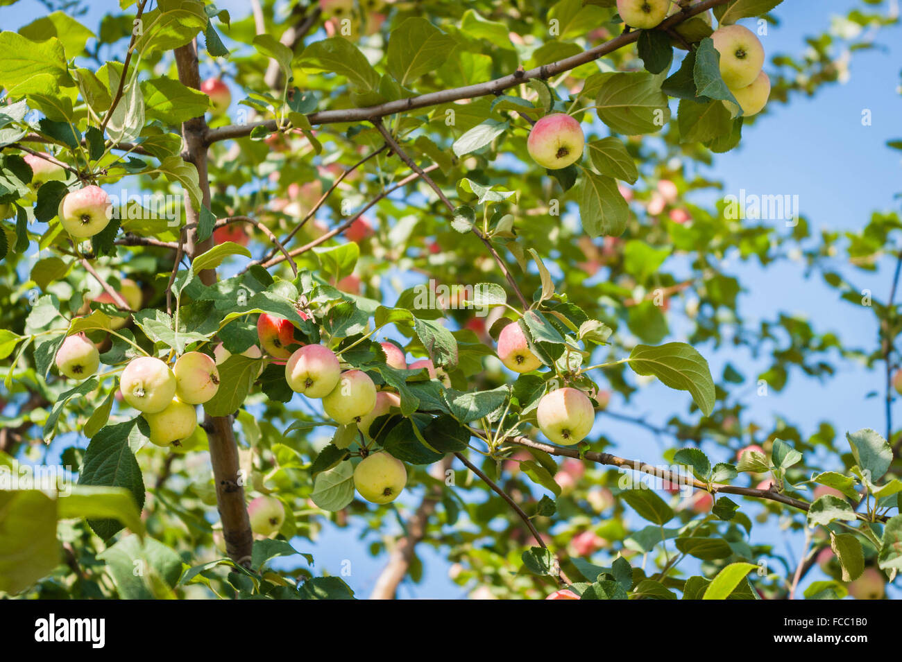 Apple Tree In Sunlight Stock Photo - Alamy