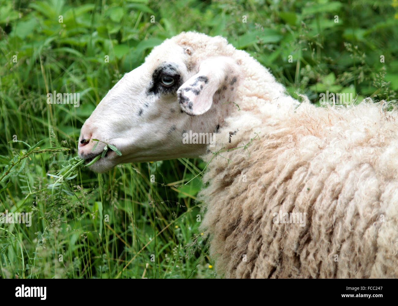 Side View Of Sheep High Resolution Stock Photography and Images - Alamy