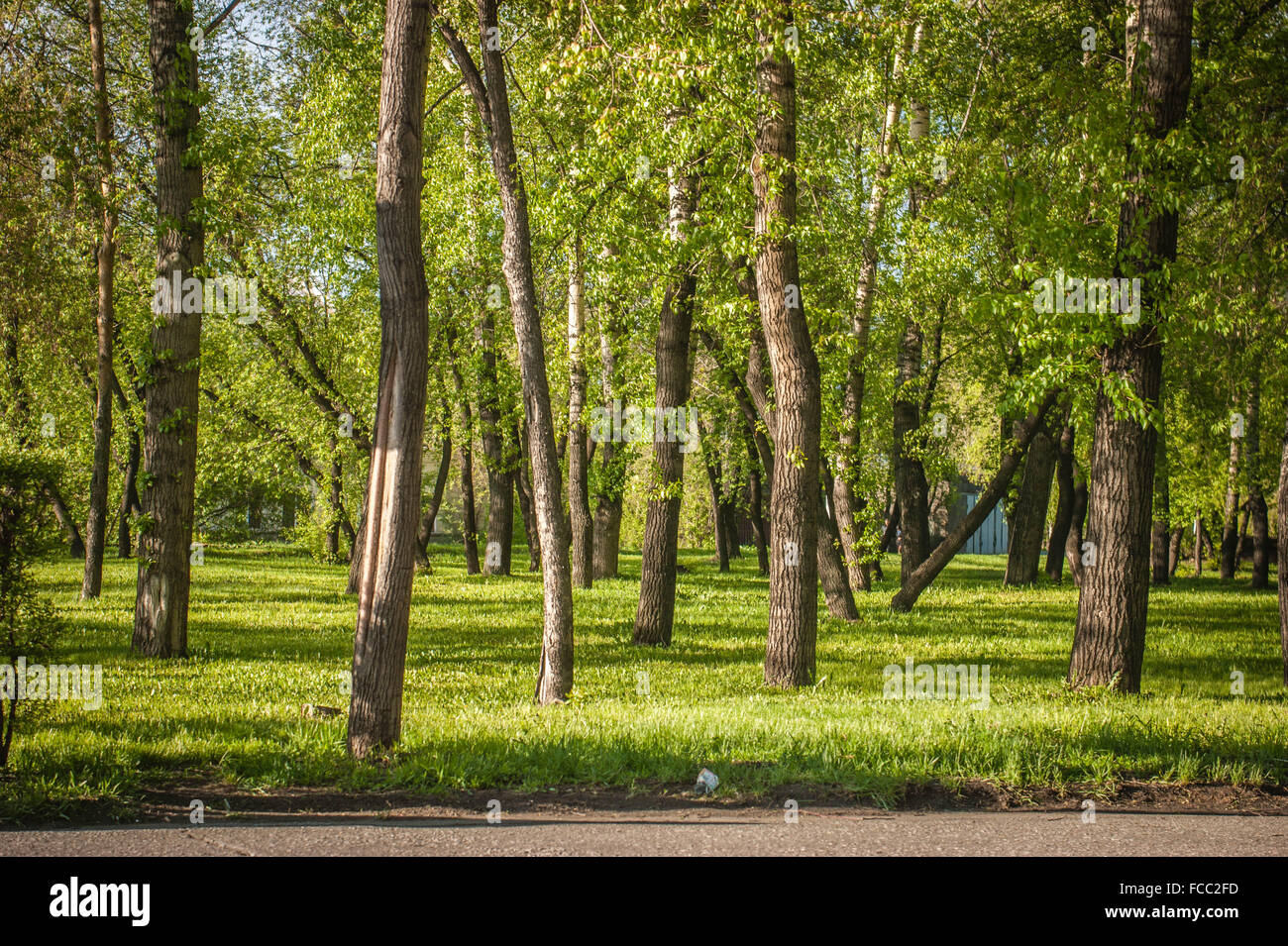 Trees In A Park Stock Photo - Alamy