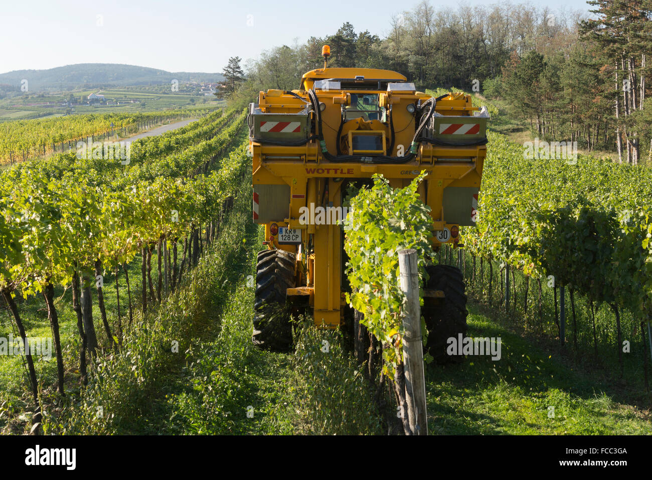 Grape combine harvester machine in Vineyards near Mittelberg, in the ...