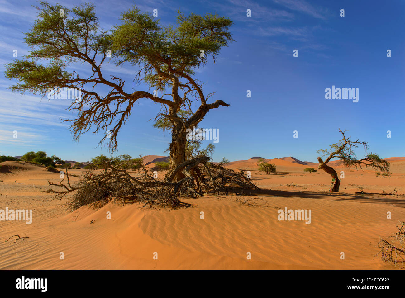 Acacia tree growing in the sand at Sossusvlei, Namib Naukluft desert ...