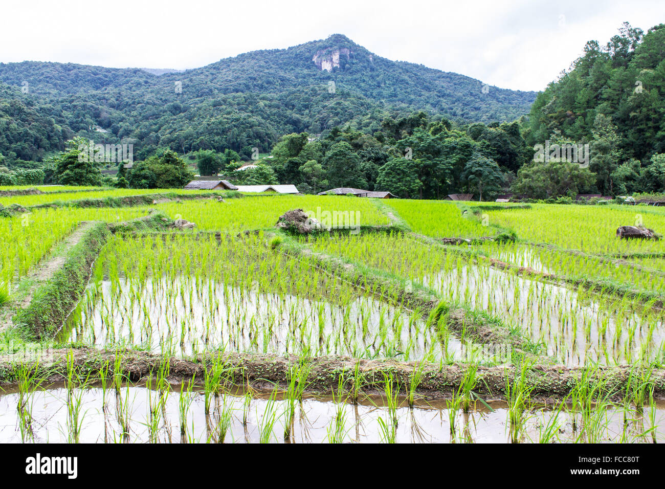 Rice field terraces in doi inthanon, Ban Mae Klang Luang Chiangmai ...