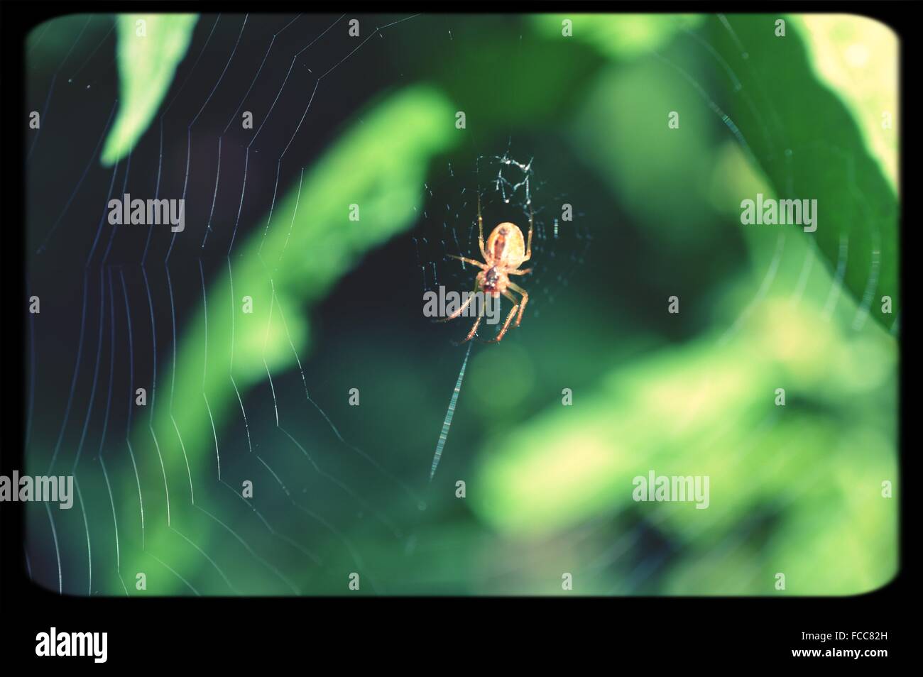 Webbing hi-res stock photography and images - Alamy