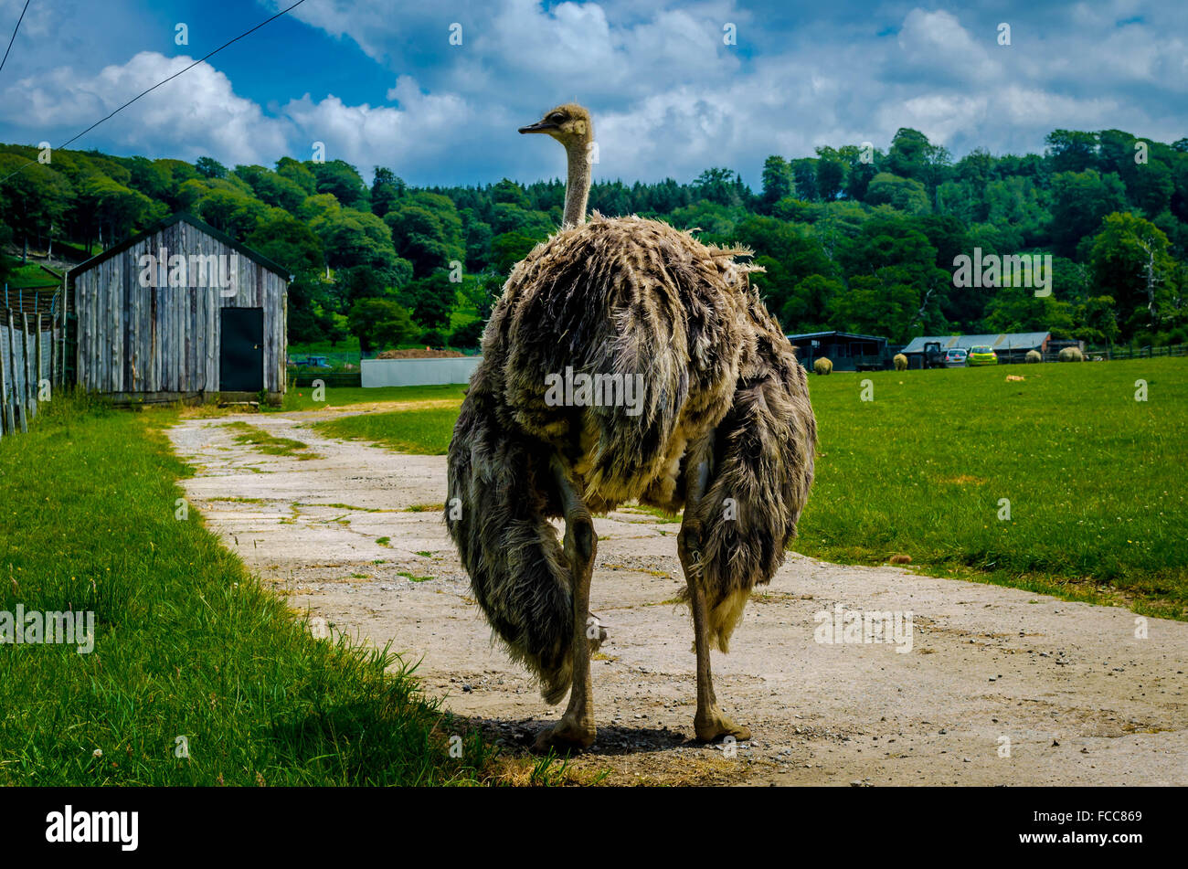 Longleat safari and adventure park hi-res stock photography and images ...