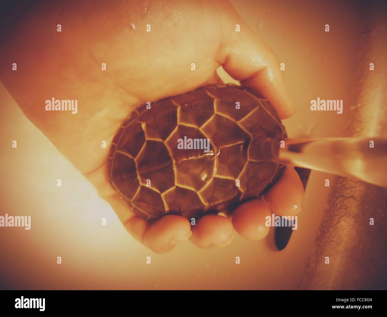 Turtle under water hi-res stock photography and images - Alamy