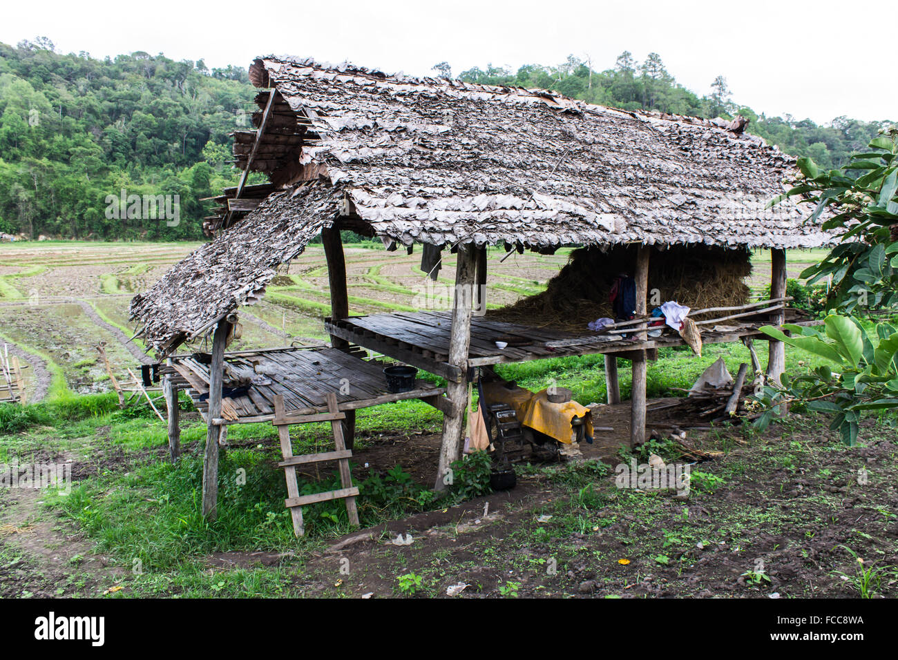 Hut in rice field, countryside in Thailand Stock Photo - Alamy