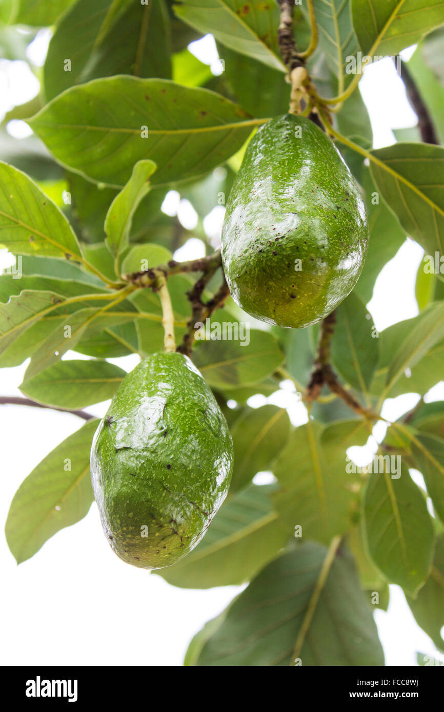 Hass avocado tree hi-res stock photography and images - Alamy
