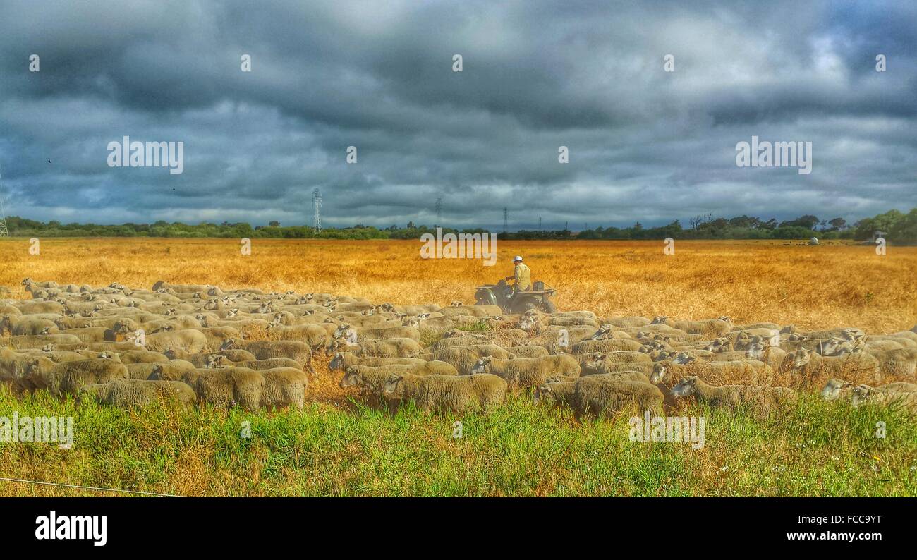 Driving the sheep hi-res stock photography and images - Alamy