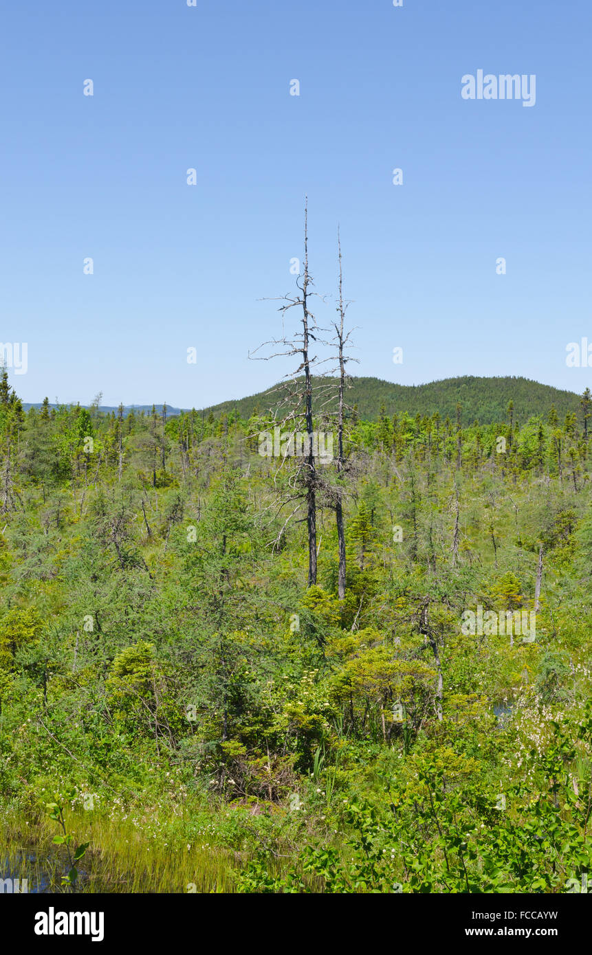 Newfoundland forest hi-res stock photography and images - Alamy