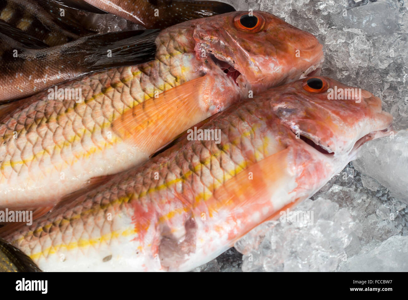 Comber Fish (Serranus cabrilla) on ice in Callao Salveje Tenerife Stock ...