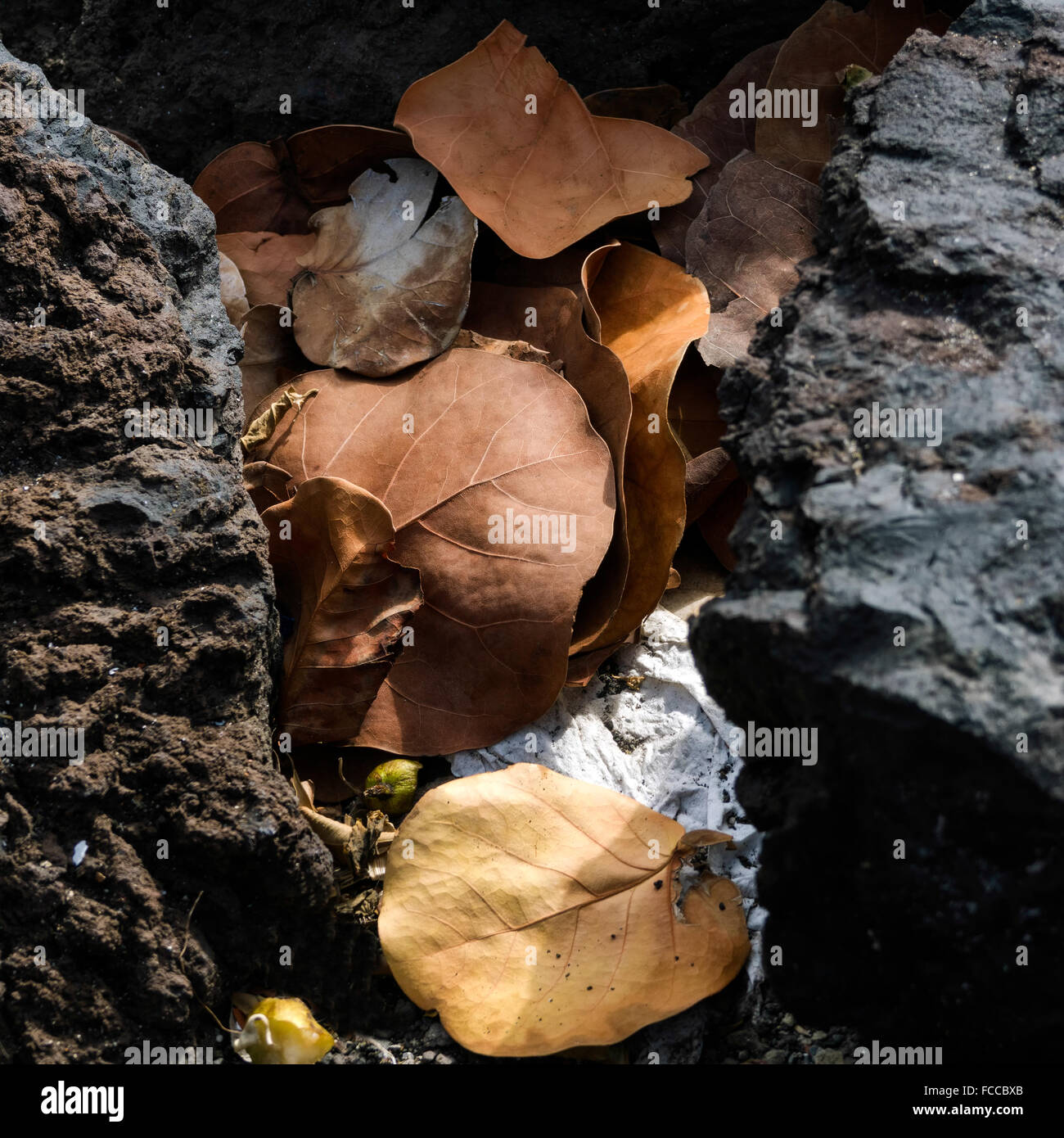 Dead leaves trapped between rocks in Tenerife Stock Photo - Alamy