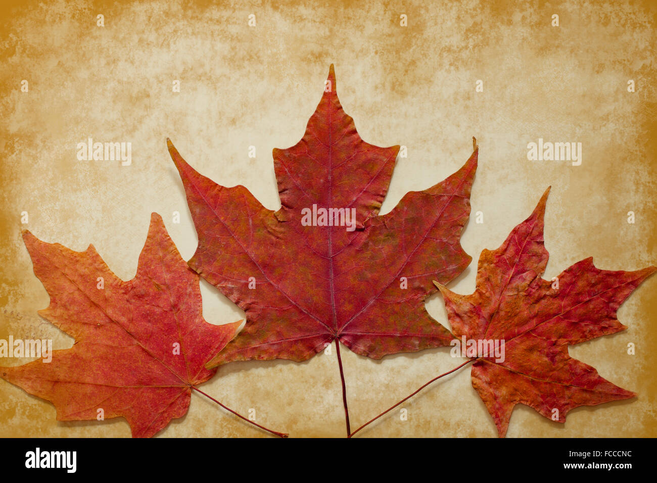 Three Maple Leaves on Gold Grunge Background Stock Photo - Alamy