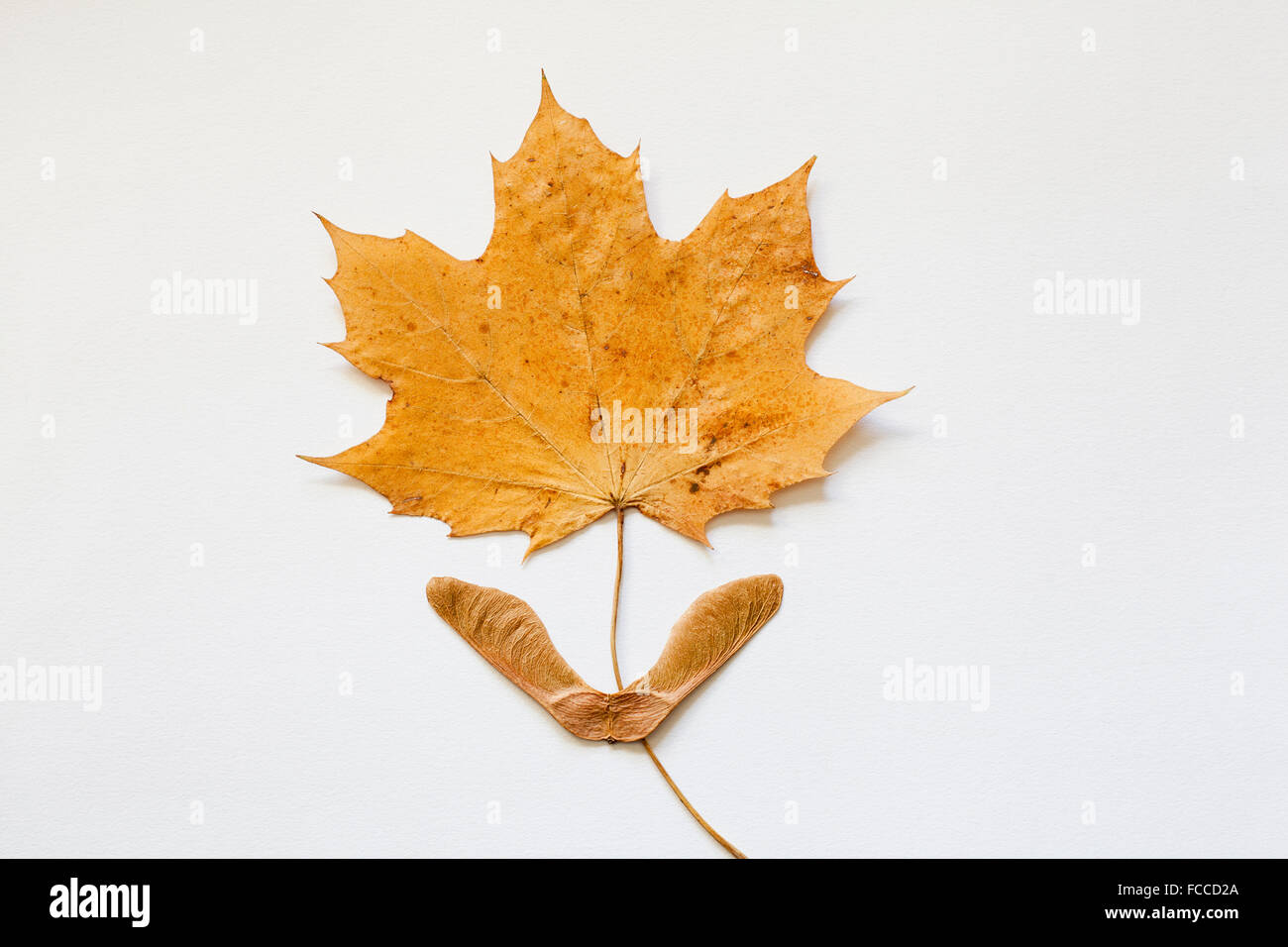 Dried yellow leaf hi-res stock photography and images - Alamy