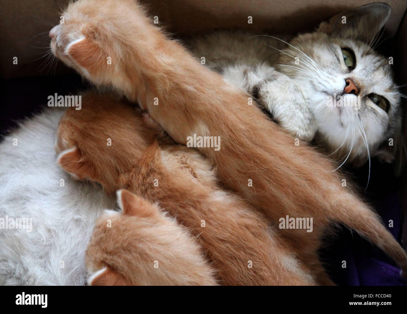 The Four Cats High Resolution Stock Photography and Images - Alamy