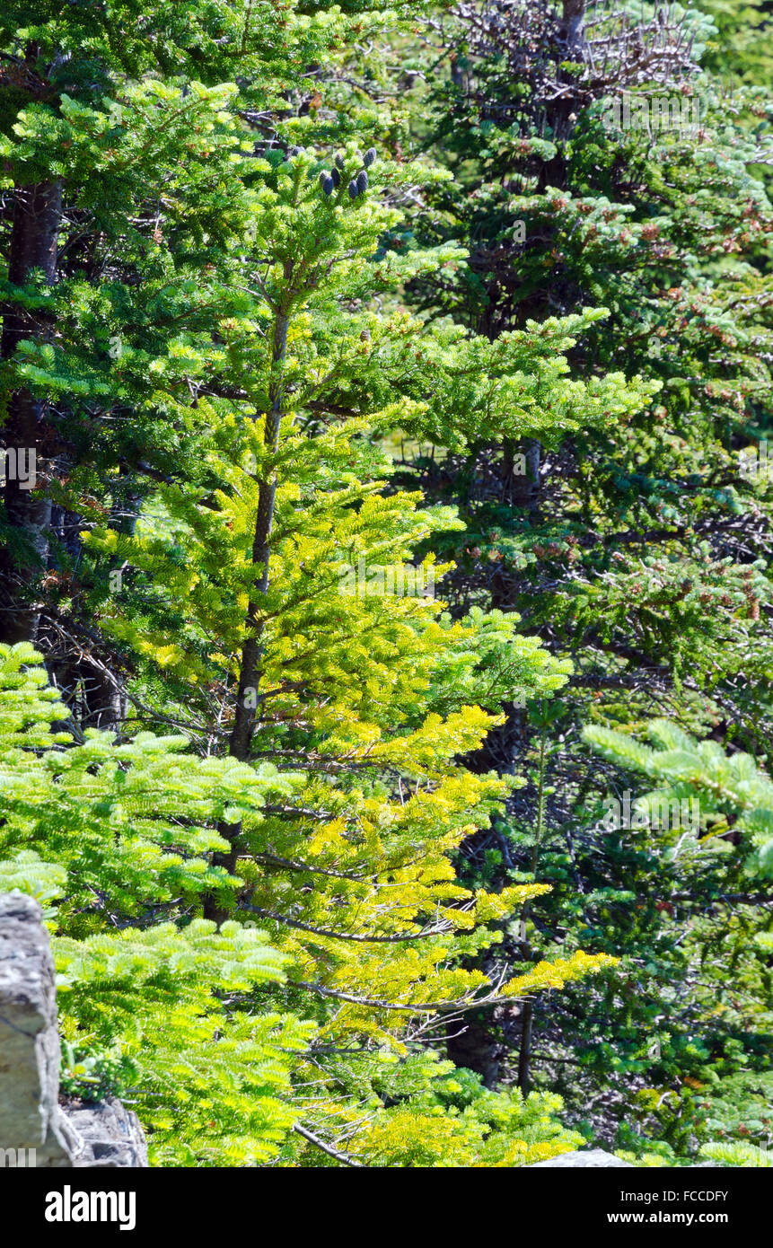 Spruce and fir trees in sunny day in Newfoundland Stock Photo - Alamy